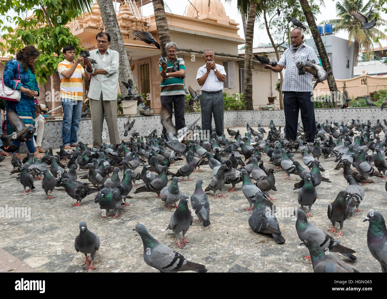 Pigeon feeding ritual at Shri Dharmanath Jain Temple, Mattancherry ...