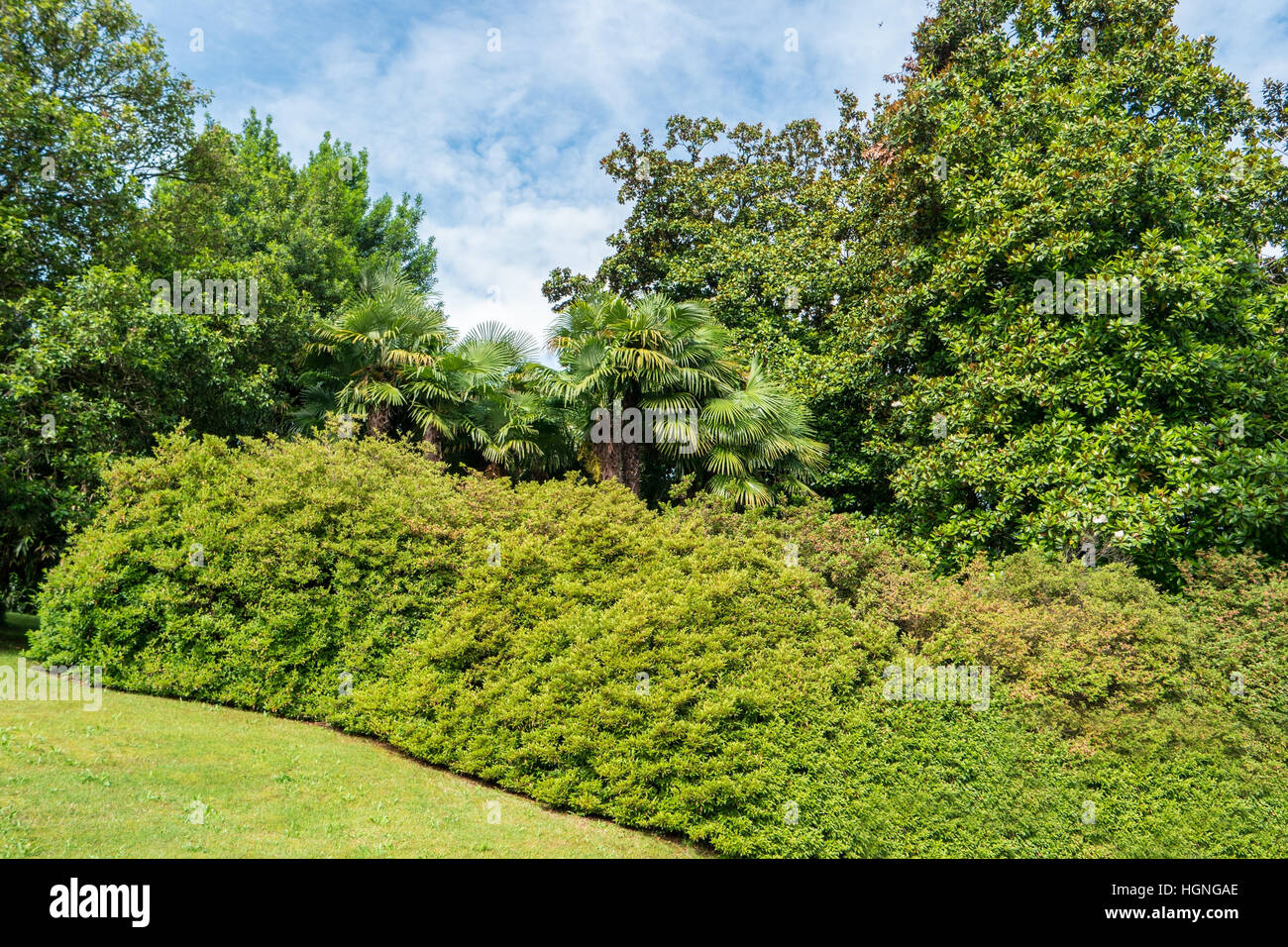 Green bushes and trees Stock Photo - Alamy