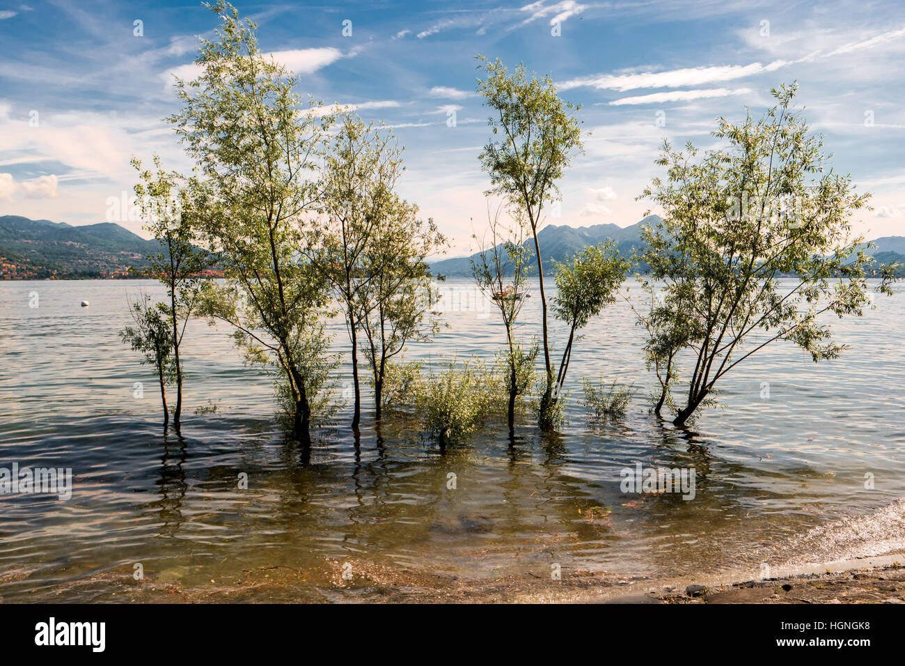 Trees in water Stock Photo - Alamy