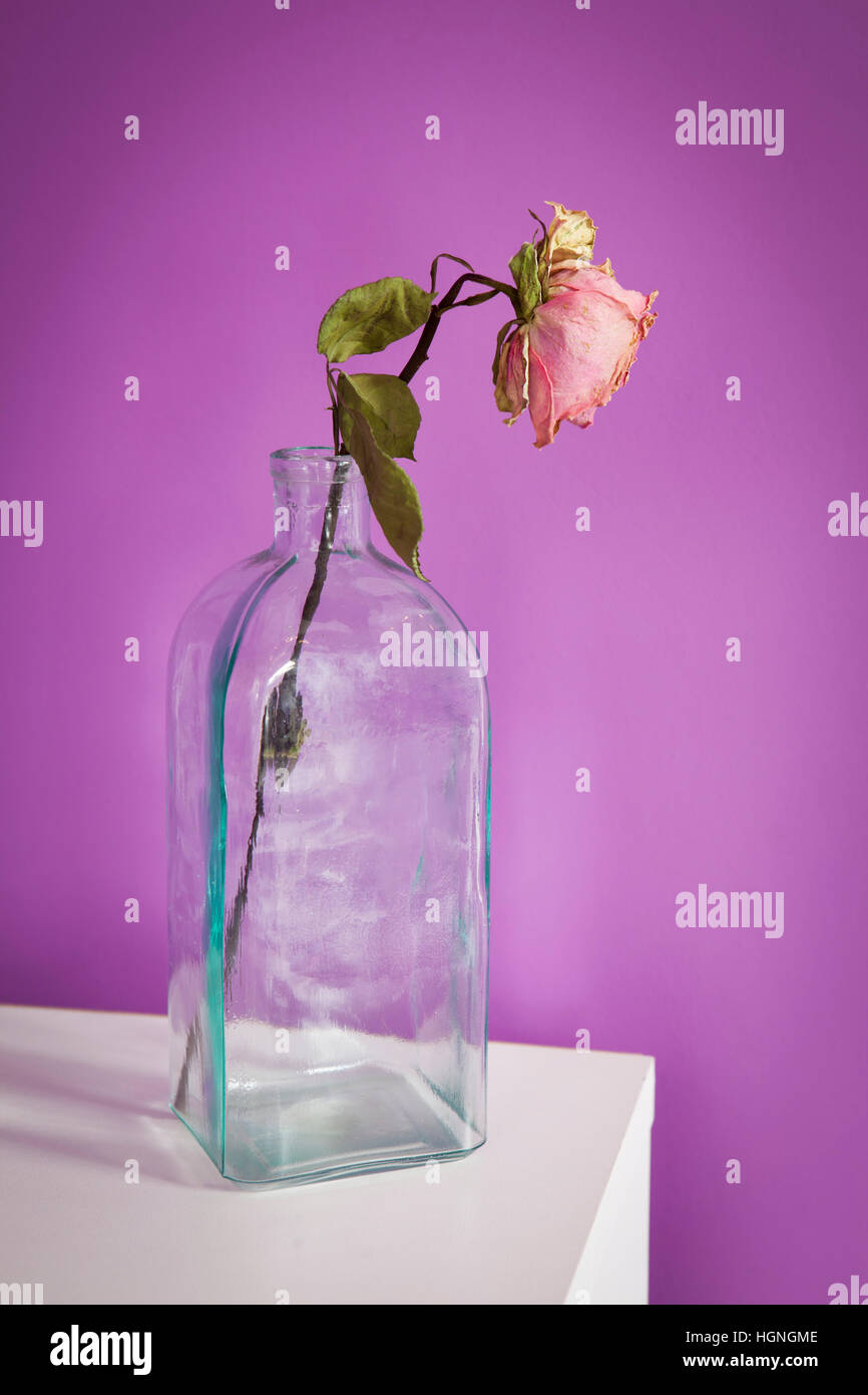 dried rose in an empty vintage bottle on purple background Stock Photo ...