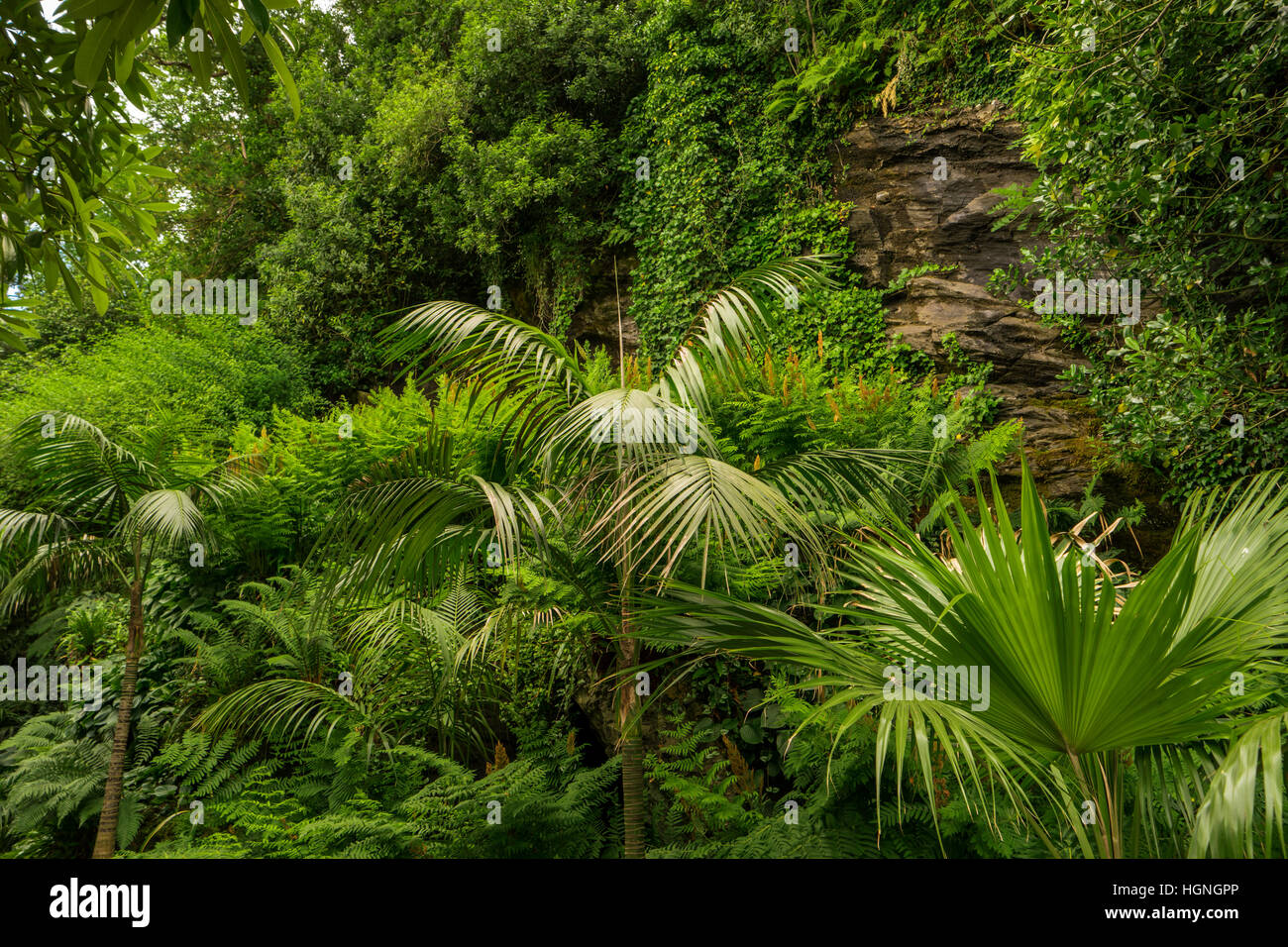Lush green plants Stock Photo - Alamy