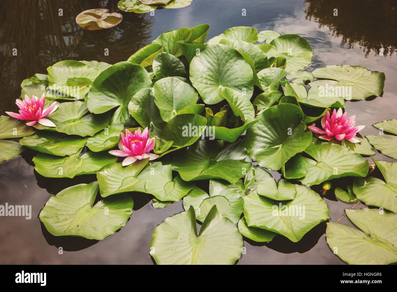 River with pink lotus flowers hi-res stock photography and images - Alamy