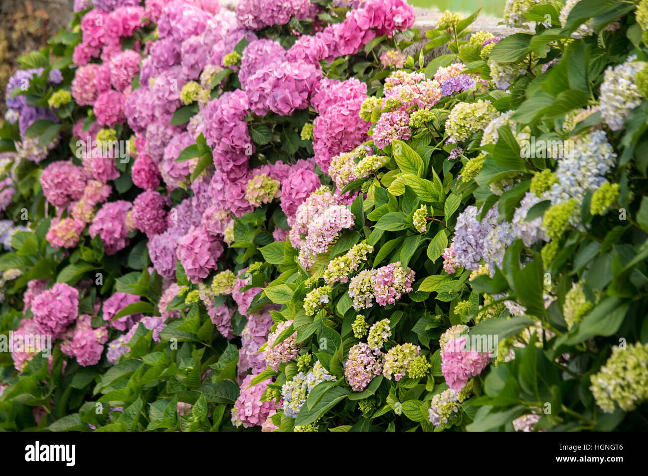 Lots of flowers and leaves Stock Photo - Alamy