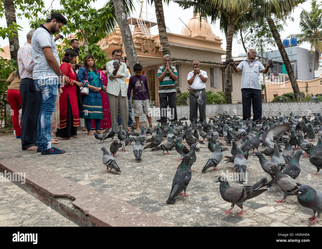 Pigeon feeding ceremony at Shri Dharmanath Jain Temple, Mattancherry ...