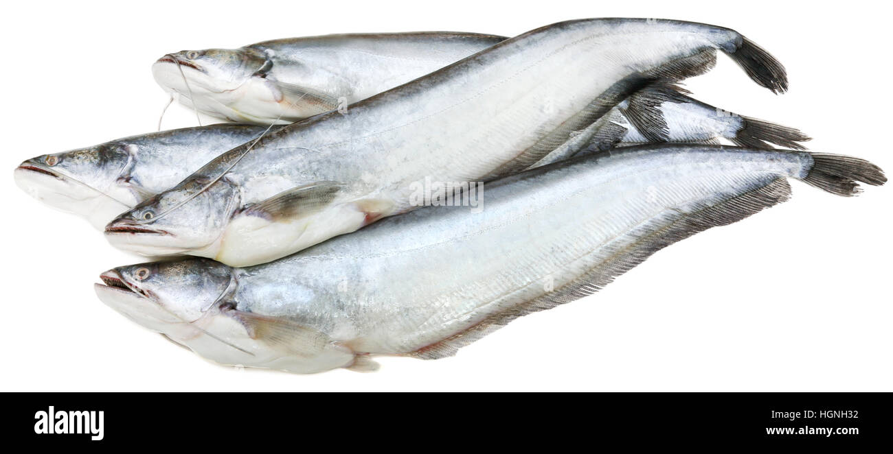 South Asian Boal fishes over white background Stock Photo - Alamy
