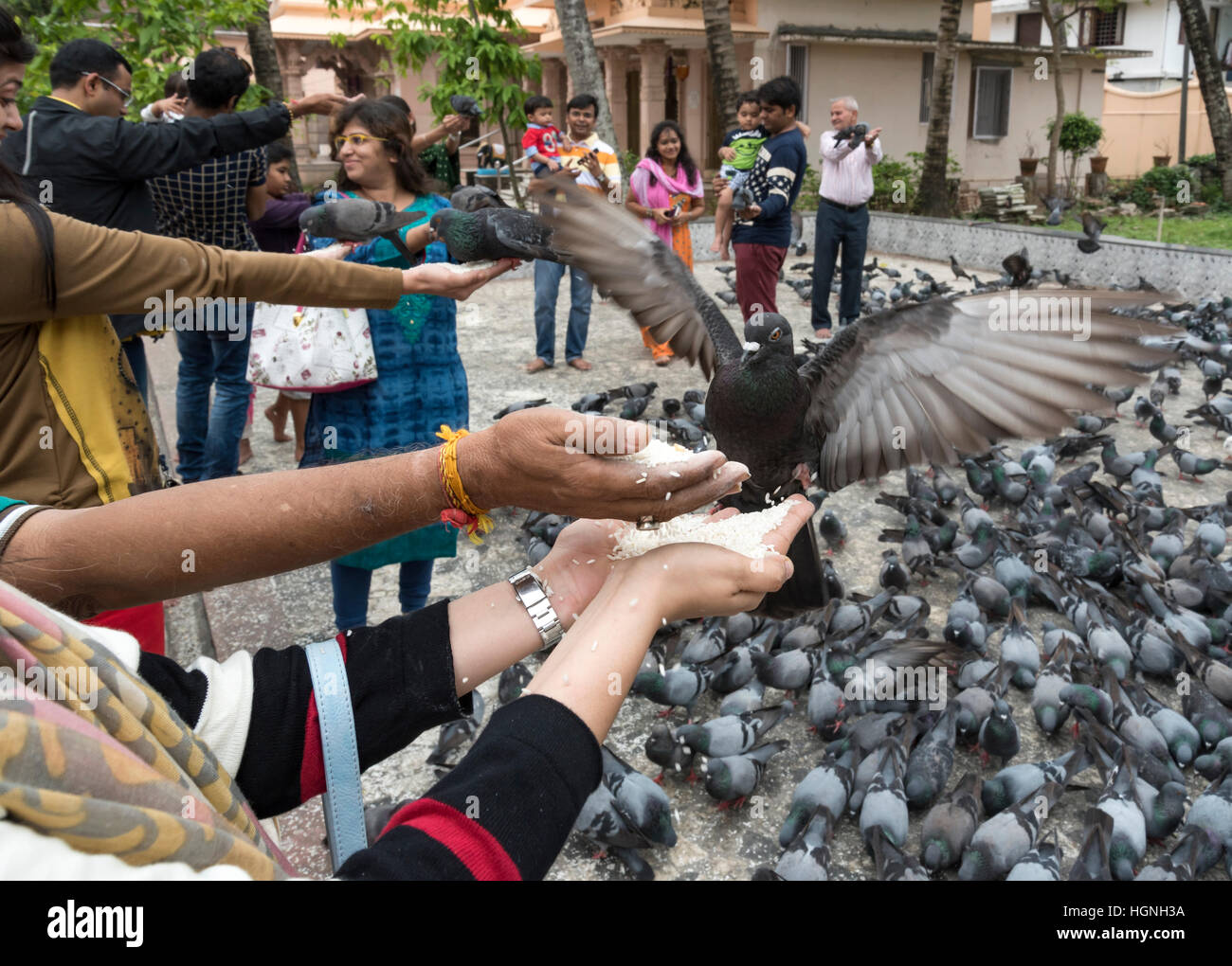 Pigeon feeding ritual at Shri Dharmanath Jain Temple, Mattancherry ...