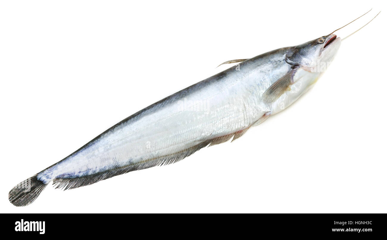 Boal Fish High Resolution Stock Photography and Images - Alamy