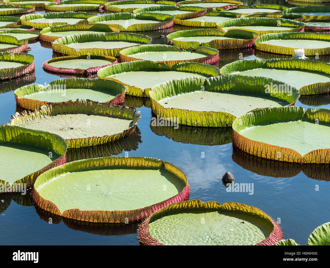 Large lotus leaf of the Victoria lotus in the pond of the urban park ...