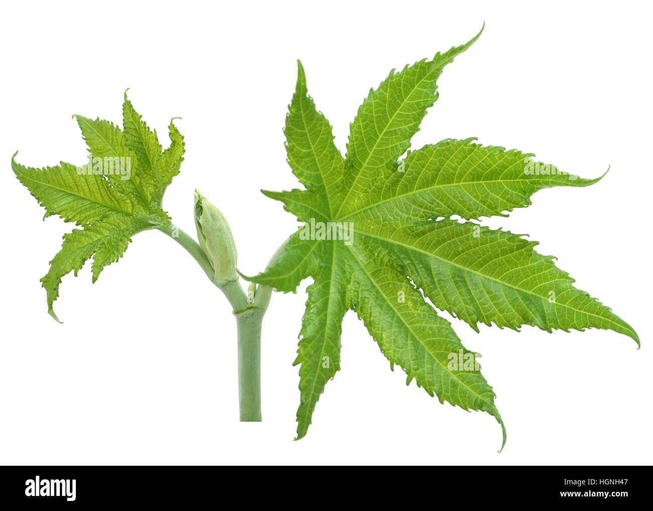 Green leaves medicinal plant Cut Out Stock Images & Pictures - Alamy