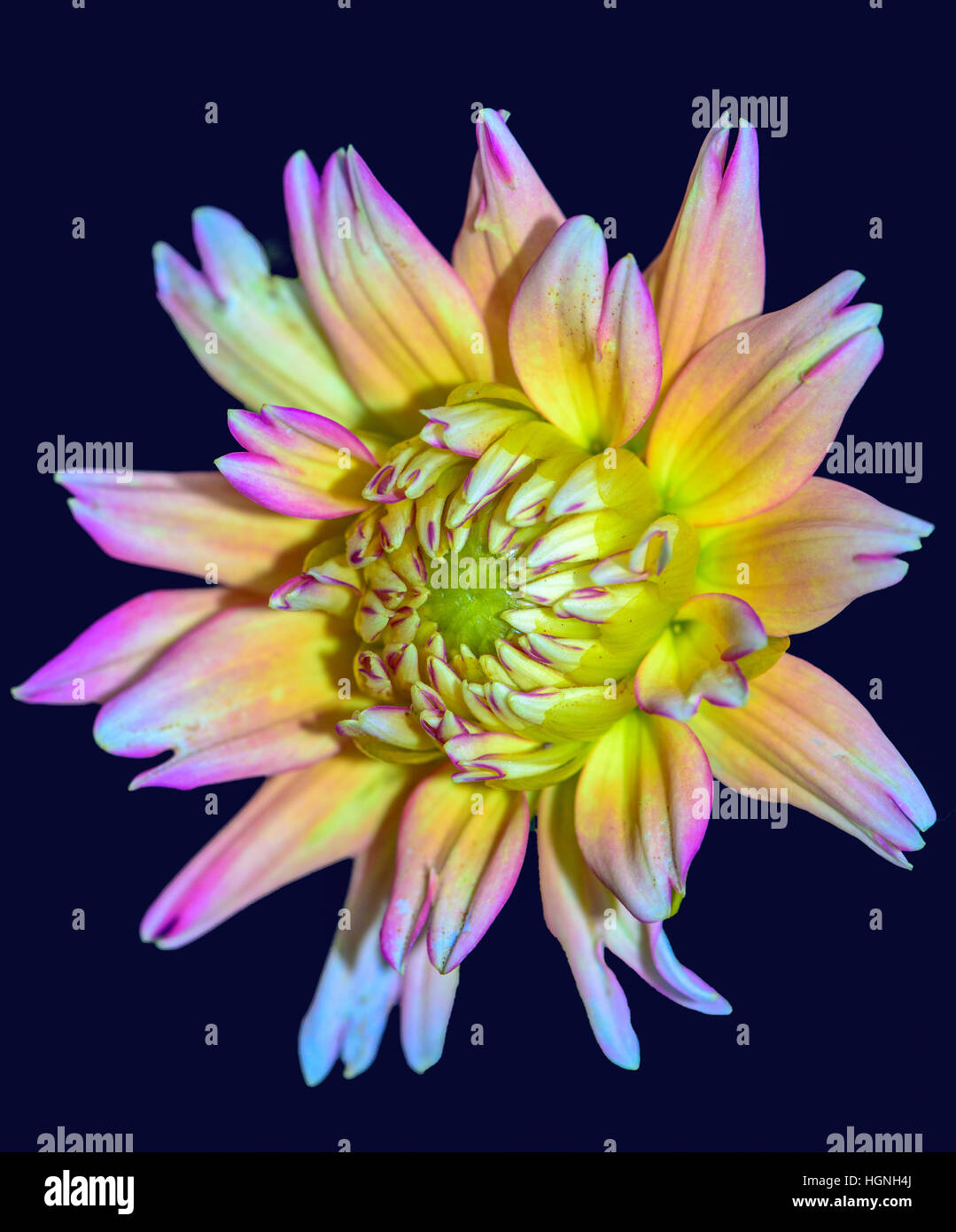 Surreal fantasy flower portrait,floral fine art still life,colorful ...