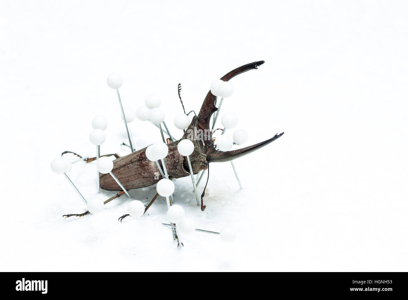 Dried Stag Beetle, Dry Preservation Beetle pinning process on white ...