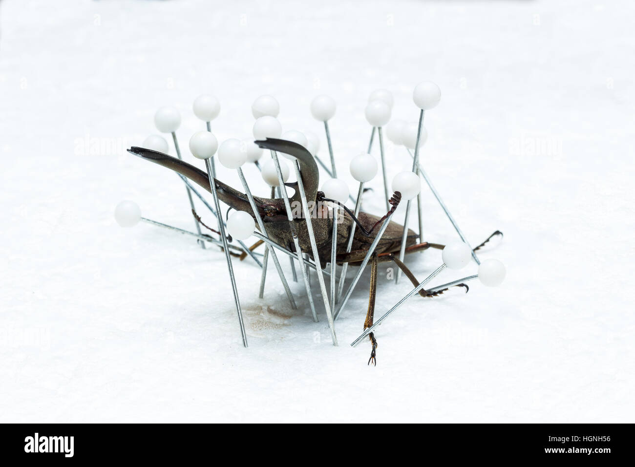 Dried Stag Beetle, Dry Preservation Beetle pinning process on white ...