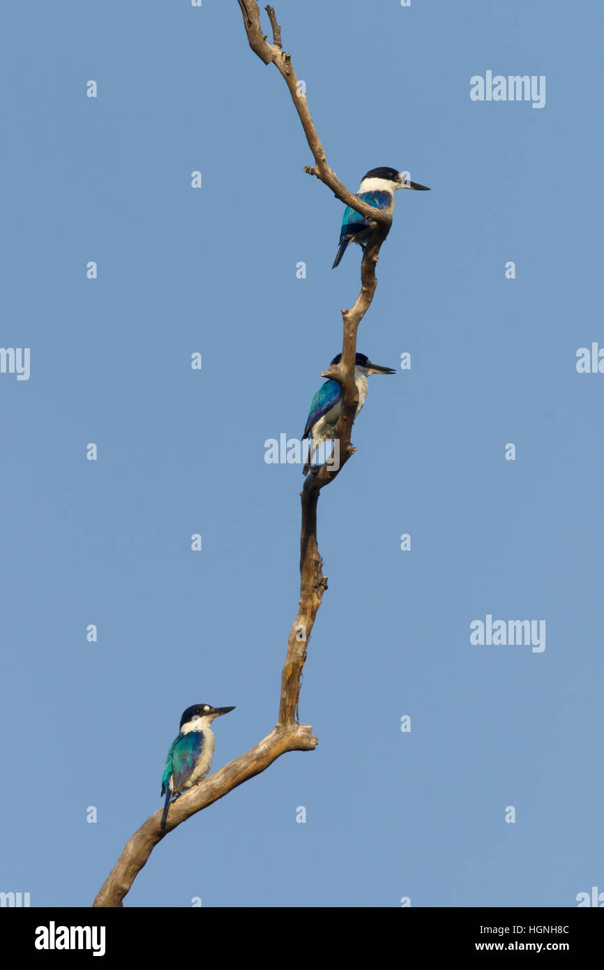 Kakadu kingfishers hi-res stock photography and images - Alamy