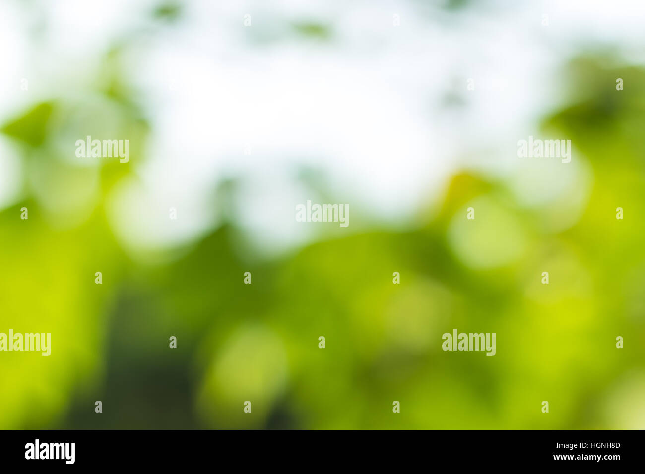 Bokeh Background Out of Focus Background, Nature Blur Background Stock ...