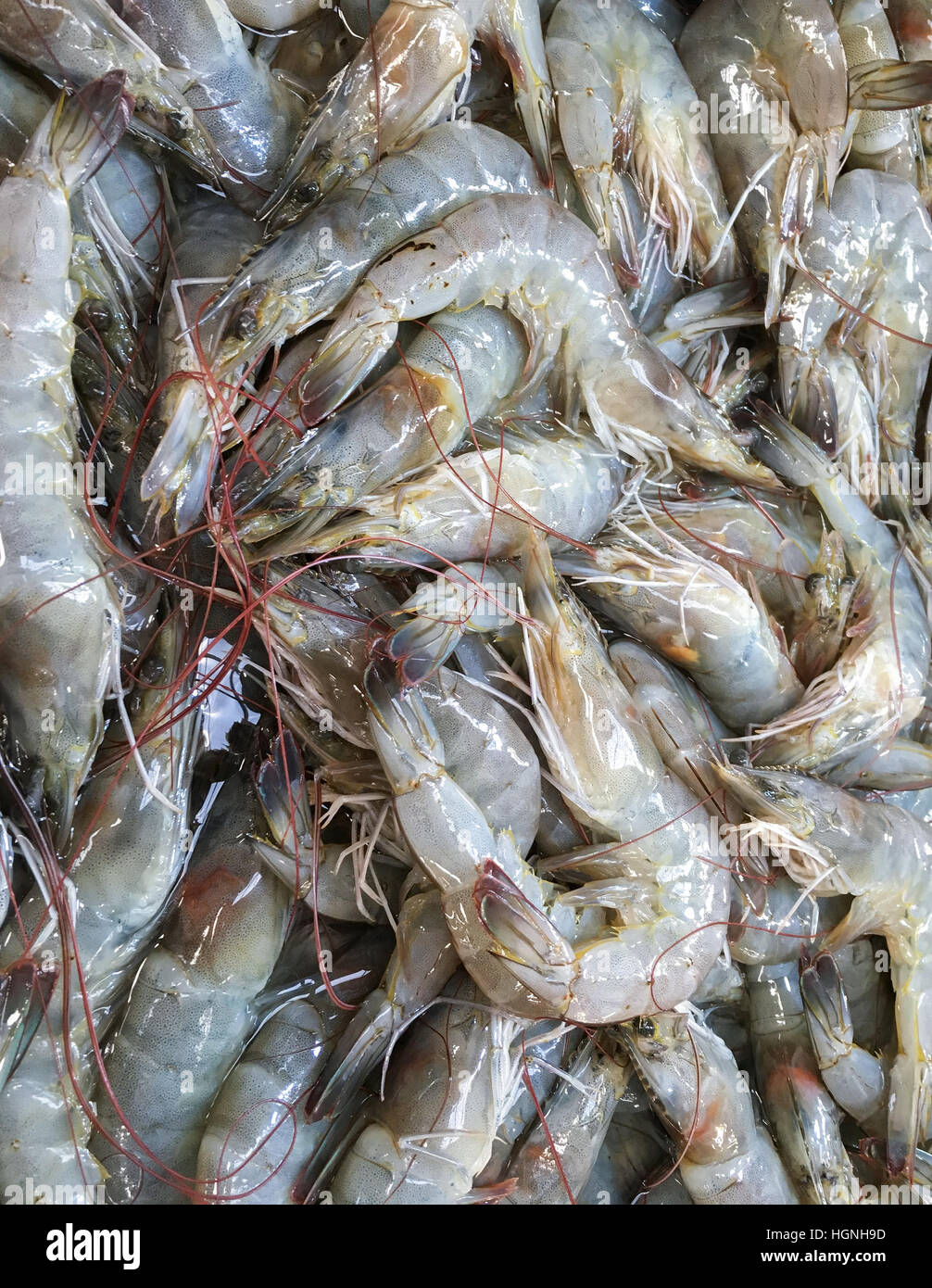 Small shrimp hi-res stock photography and images - Alamy
