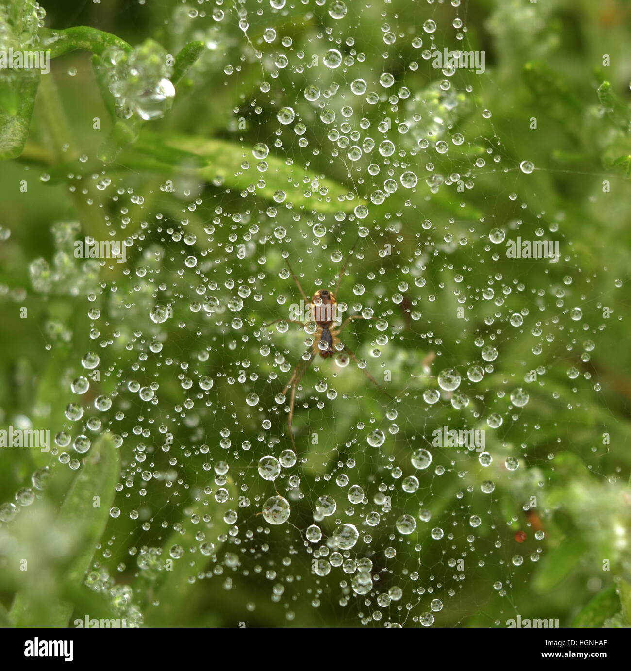 Spider web structure hi-res stock photography and images - Alamy