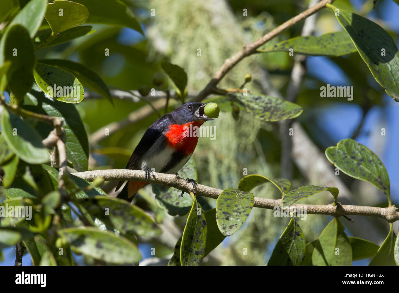 Mistletoebird - eating fruit Dicaeum hirundinaceum Atherton Tablelands ...