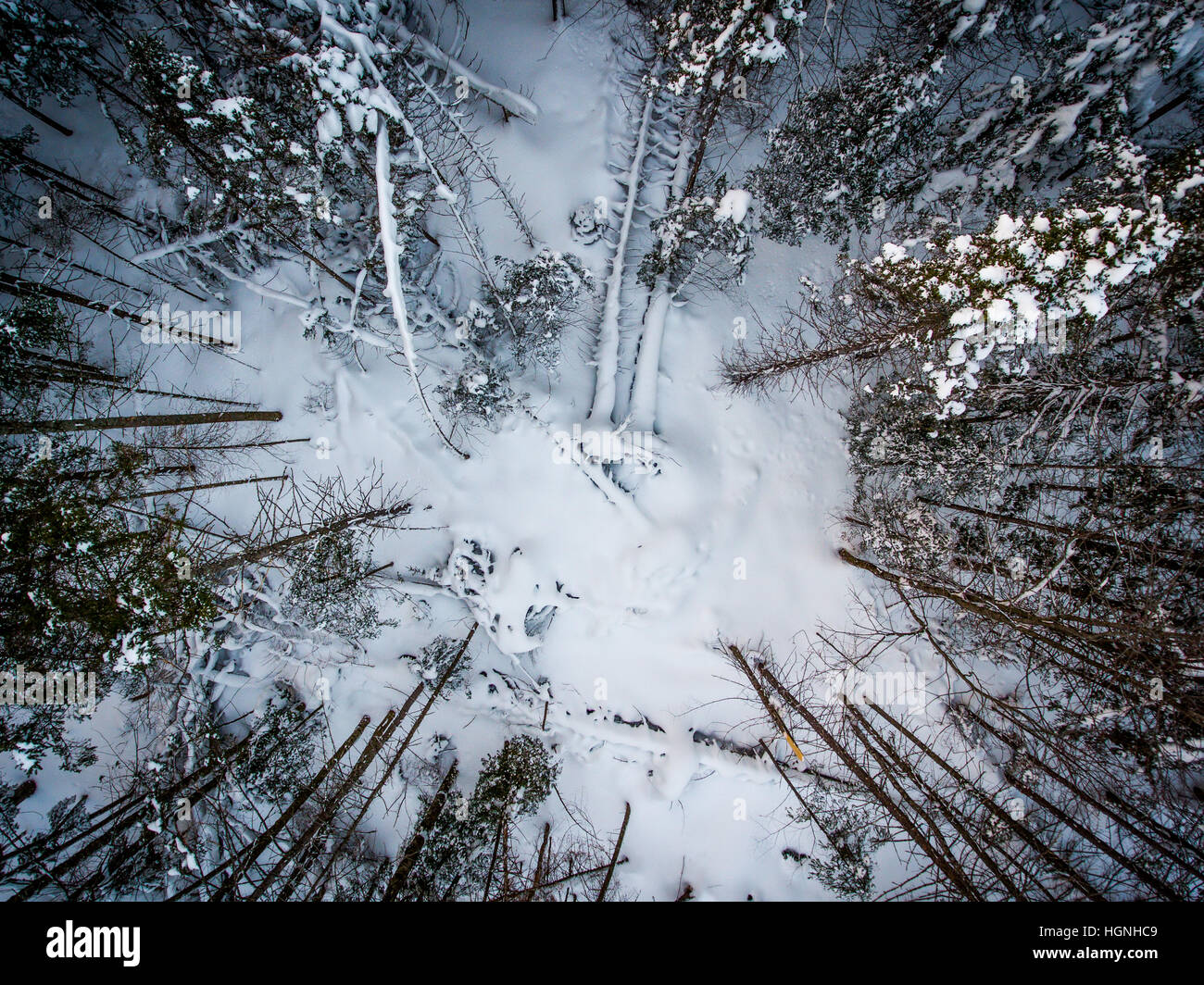 Trees from above Stock Photo - Alamy