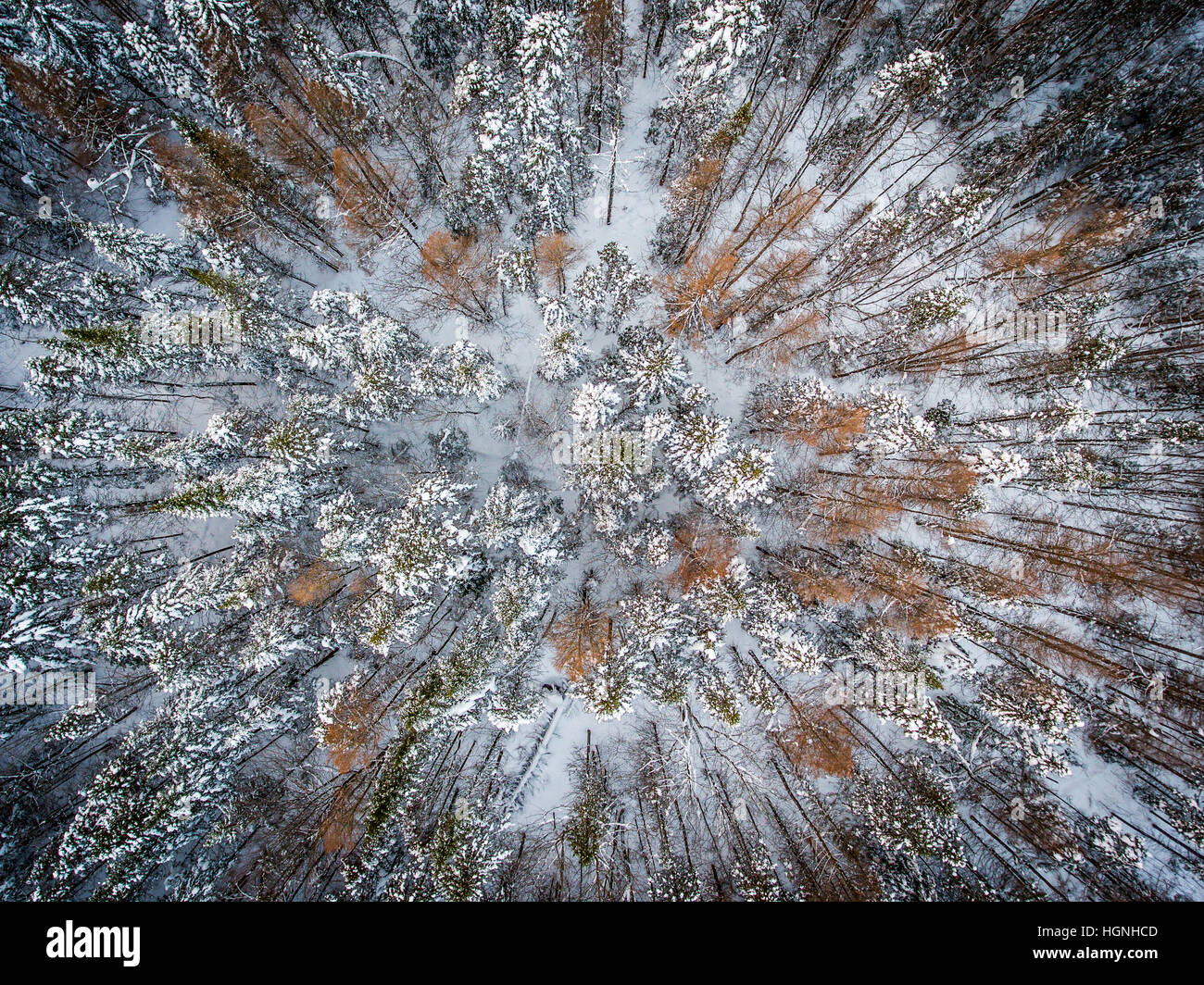 Aerial flying over top trees hi-res stock photography and images - Alamy