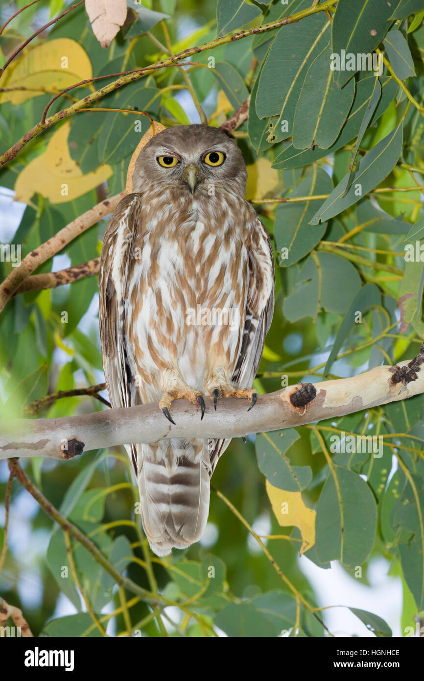 Barking Owl Ninox connivens Kakadu National Park Northern Territory ...