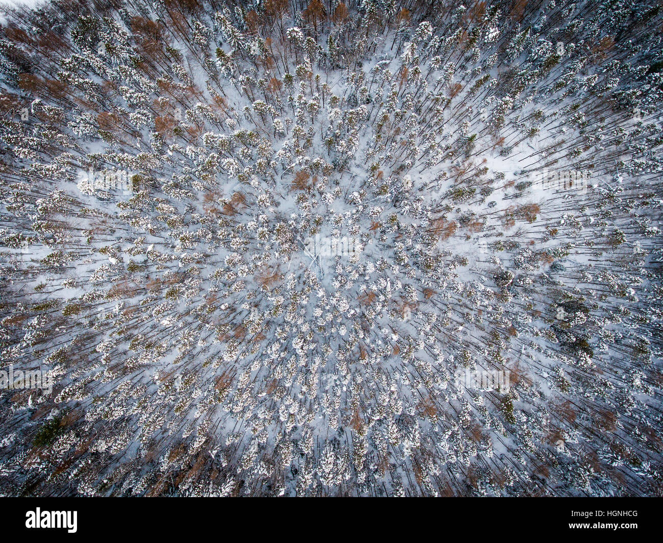 Trees from above Stock Photo - Alamy