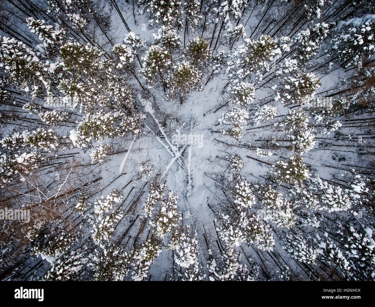 Aerial flying over top trees hi-res stock photography and images - Alamy