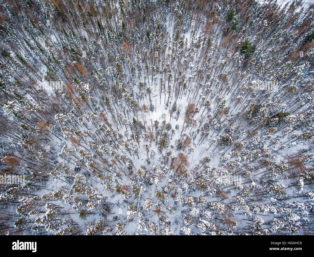 Trees from above Stock Photo - Alamy