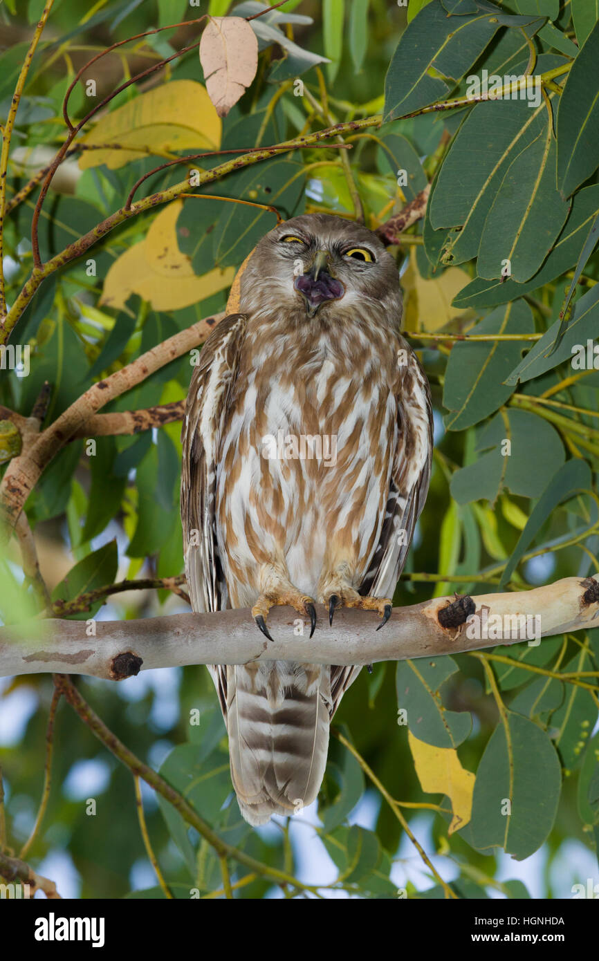 Barking Owl Ninox connivens Kakadu National Park Northern Territory ...