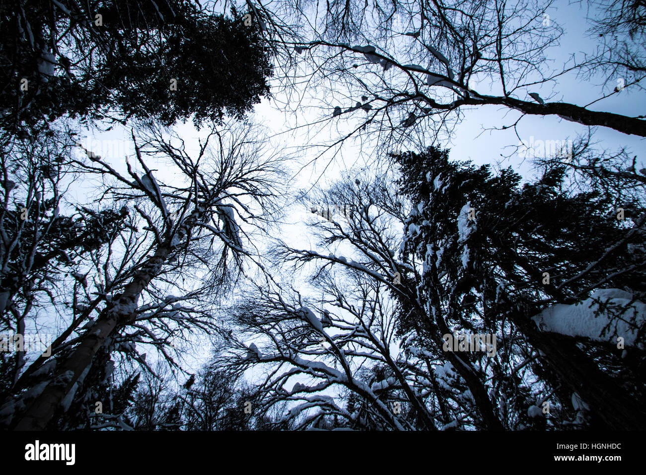 Sky looking up trees hi-res stock photography and images - Alamy