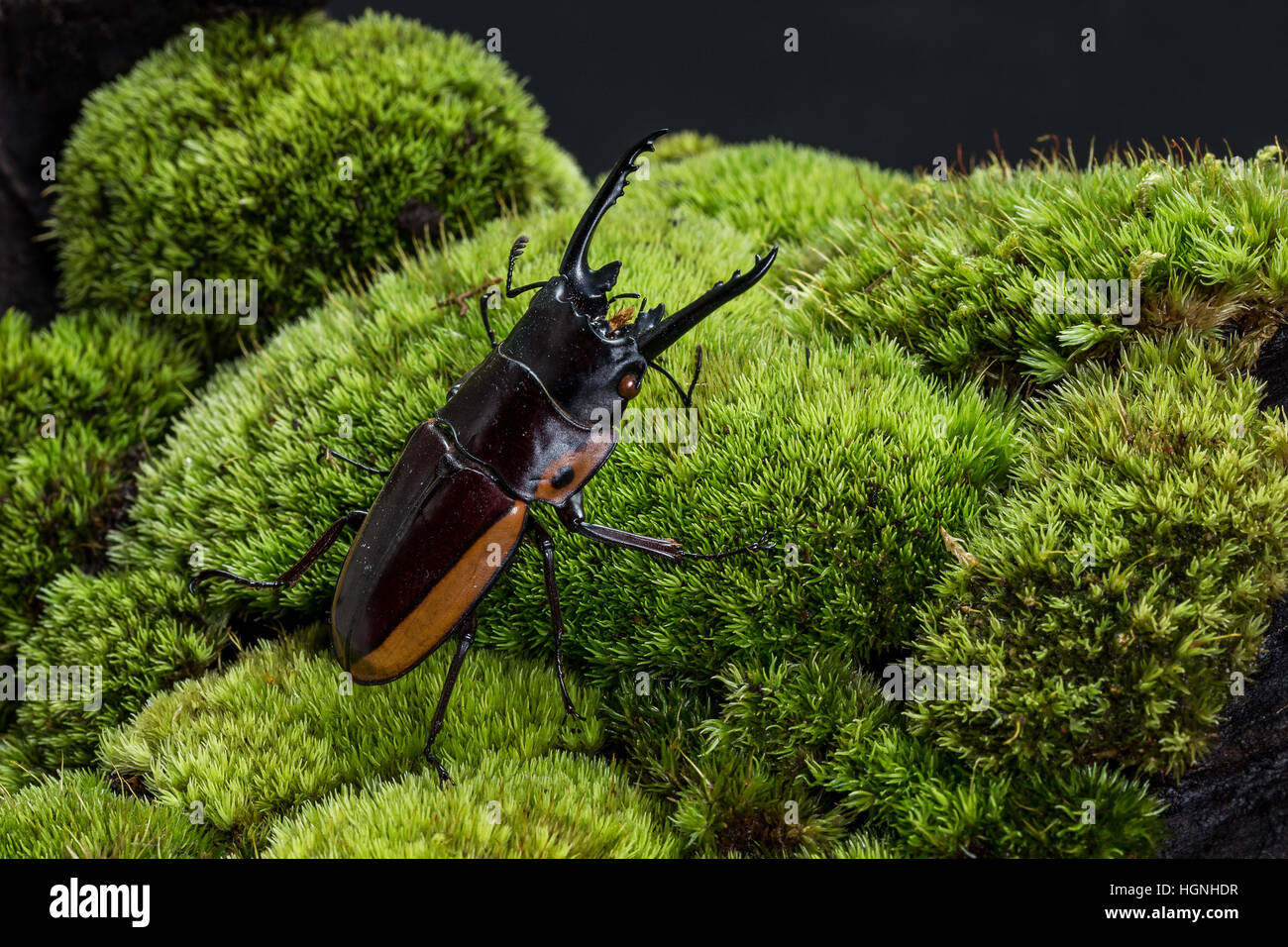 Stag Beetle (Prosopocoilus bison) on green moss Stock Photo - Alamy
