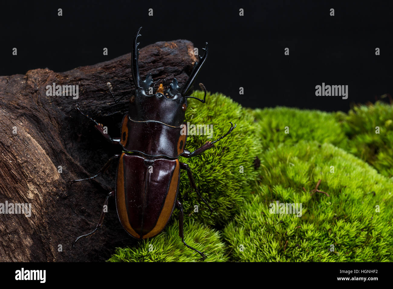 Prosopocoilus bison hi-res stock photography and images - Alamy