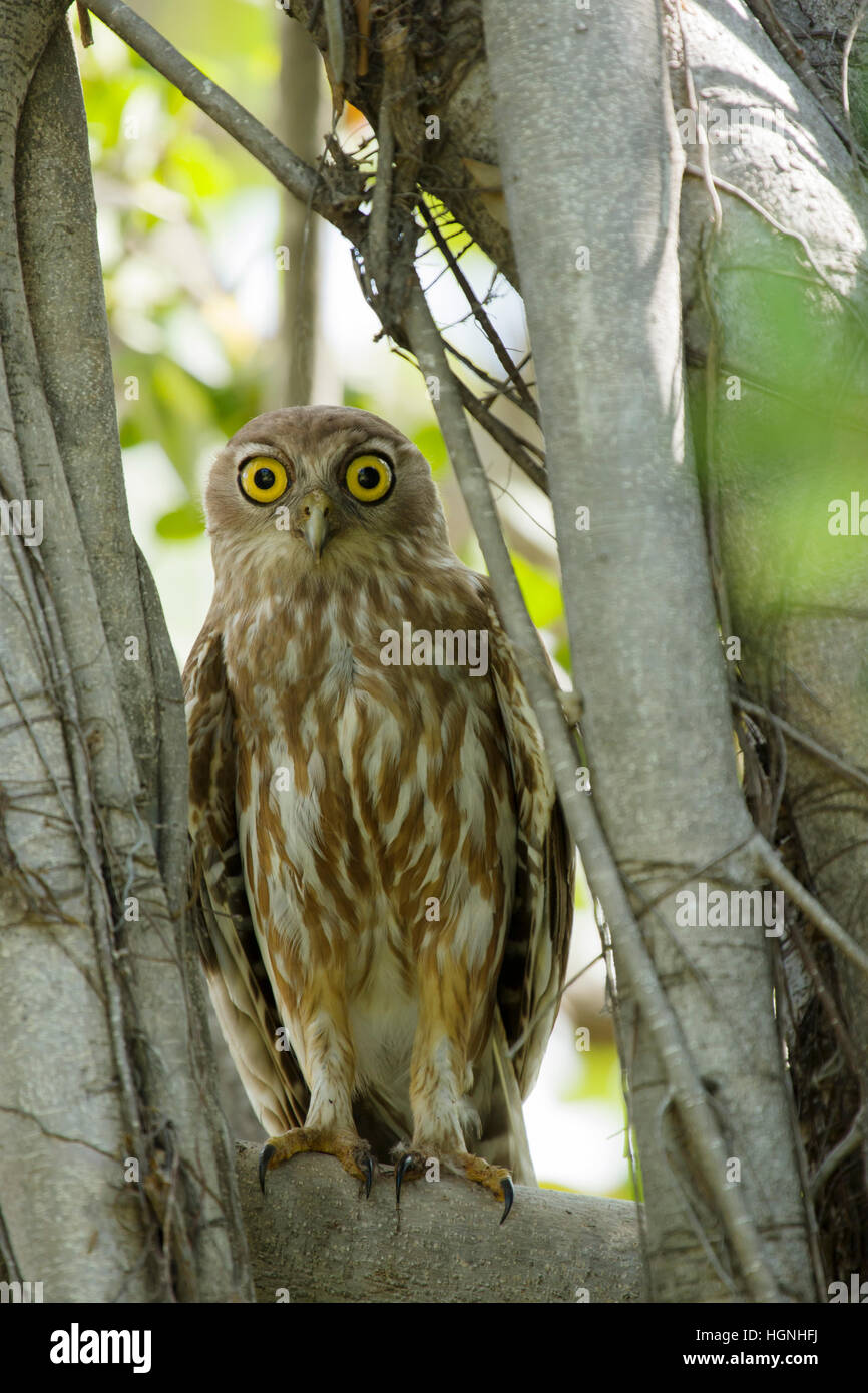 Barking Owl Ninox connivens Kakadu National Park Northern Territory ...