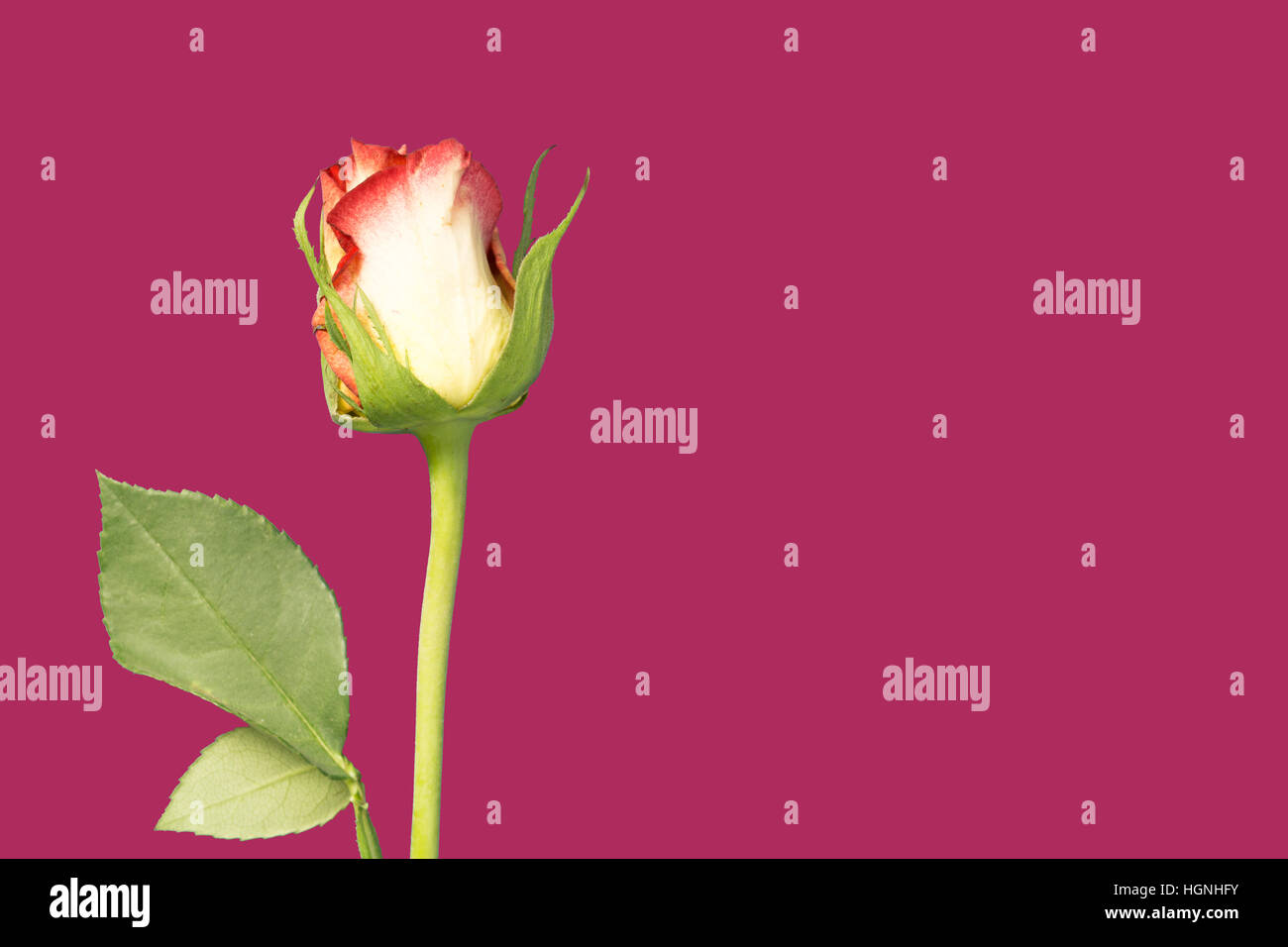 A single rose flower and stem on magenta background Stock Photo - Alamy