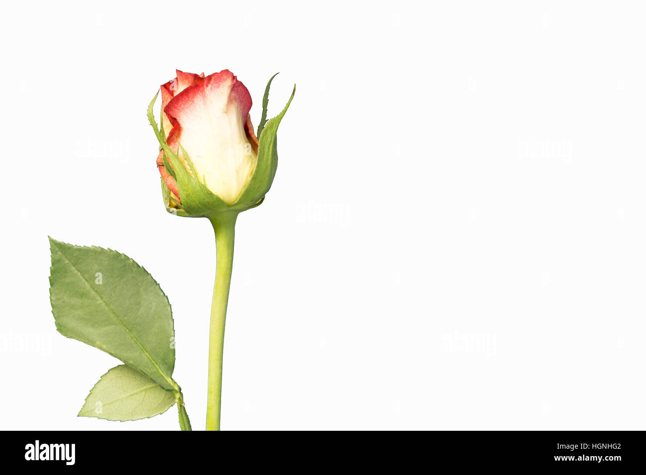 A single rose flower and stem on white background Stock Photo - Alamy