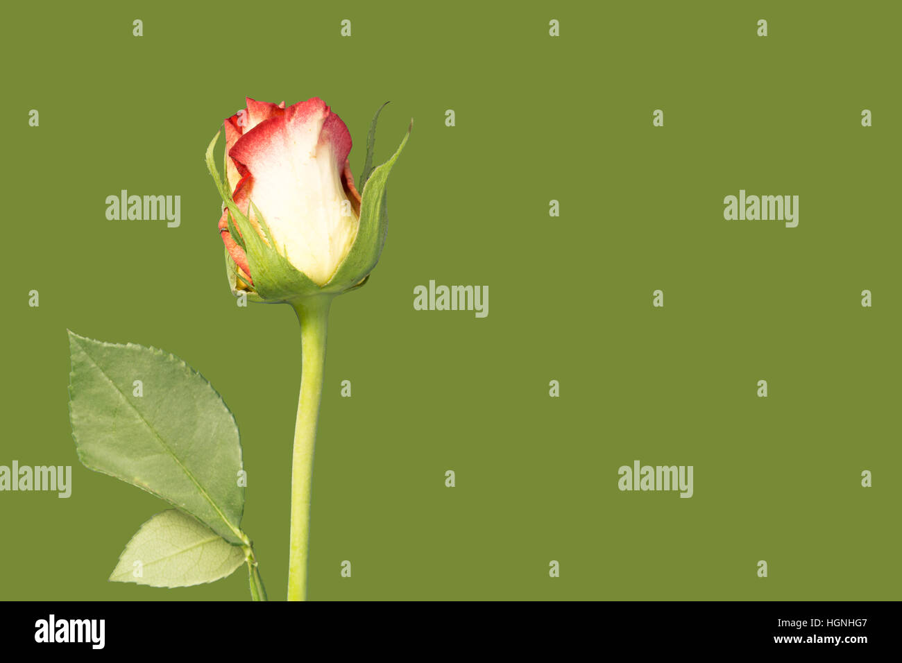 A single rose flower and stem on green background Stock Photo - Alamy