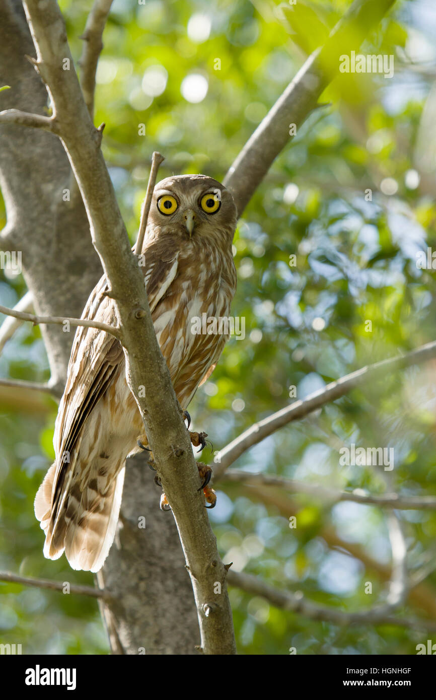 Barking Owl Ninox connivens Kakadu National Park Northern Territory ...