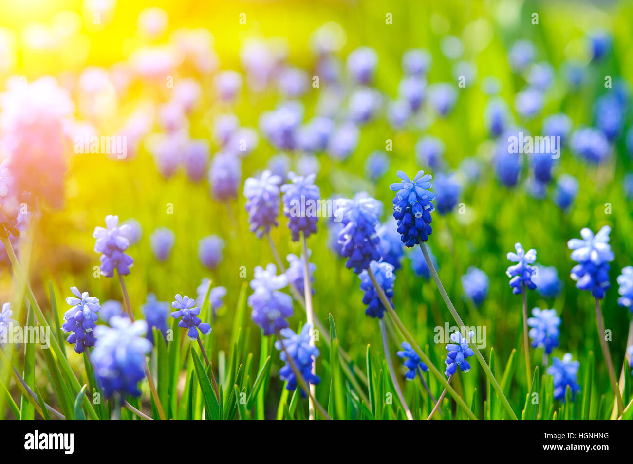 Many Grape Hyacinth or Muscari Latifolium botryoides flower bulbs ...