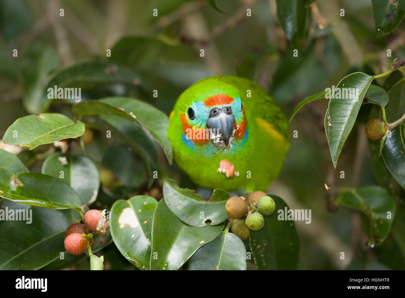 Fig parrot hi-res stock photography and images - Alamy