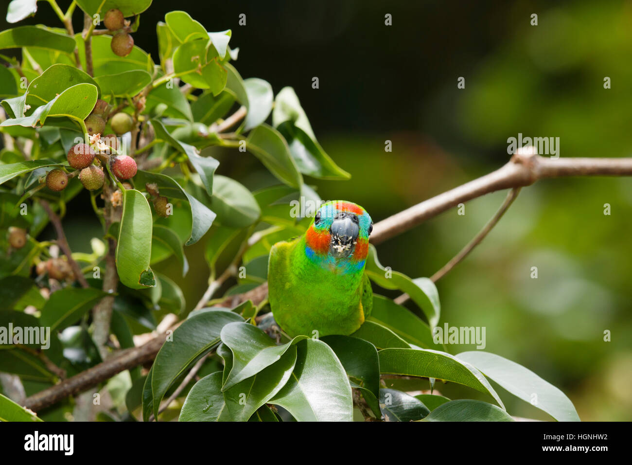 Australian fig bird High Resolution Stock Photography and Images - Alamy