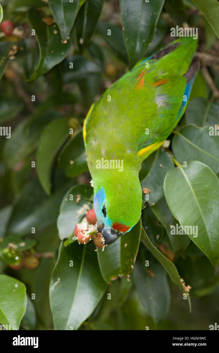 Australian fig bird High Resolution Stock Photography and Images - Alamy