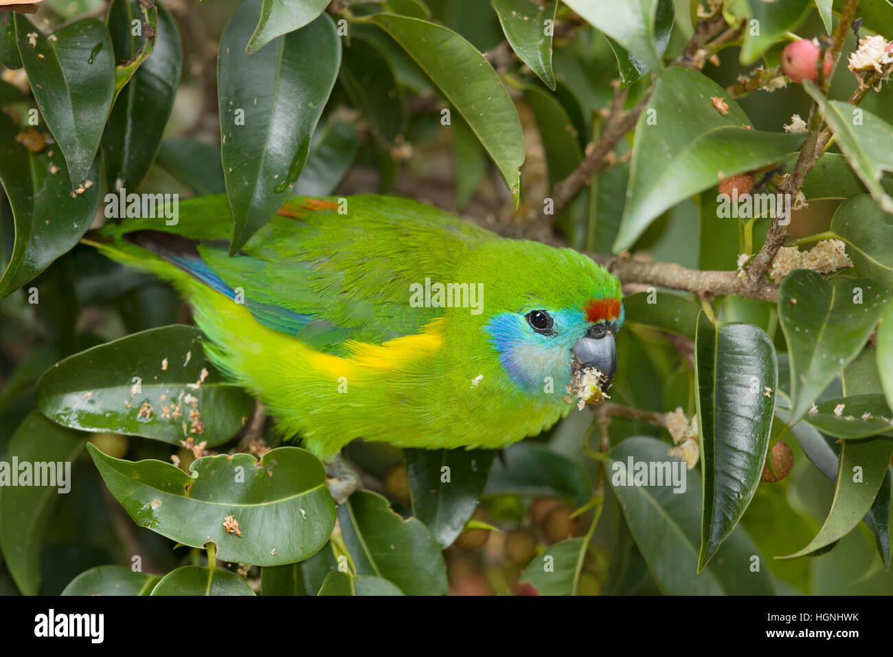 Australian fig bird High Resolution Stock Photography and Images - Alamy