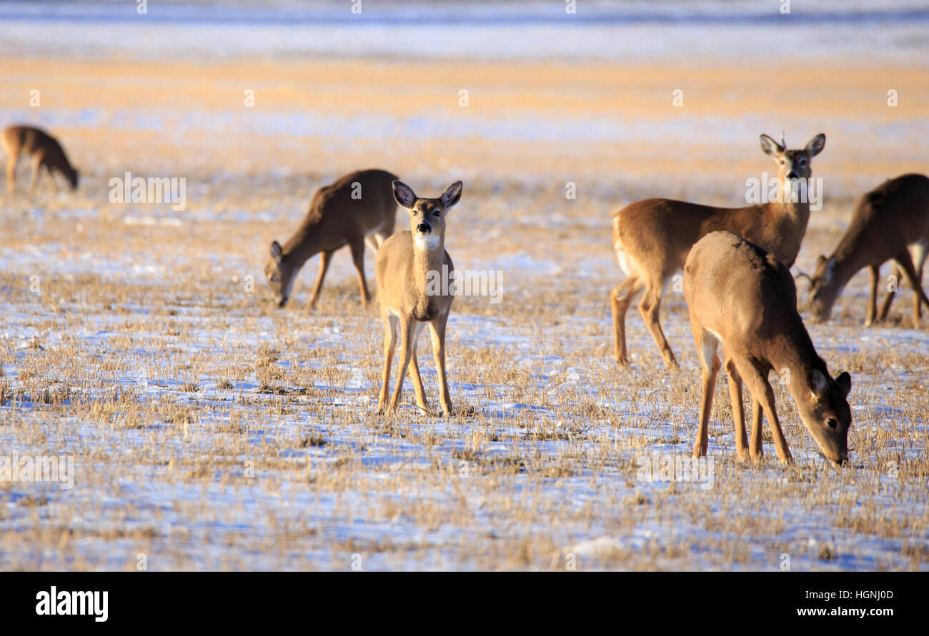 White tailed deer herd hi-res stock photography and images - Alamy