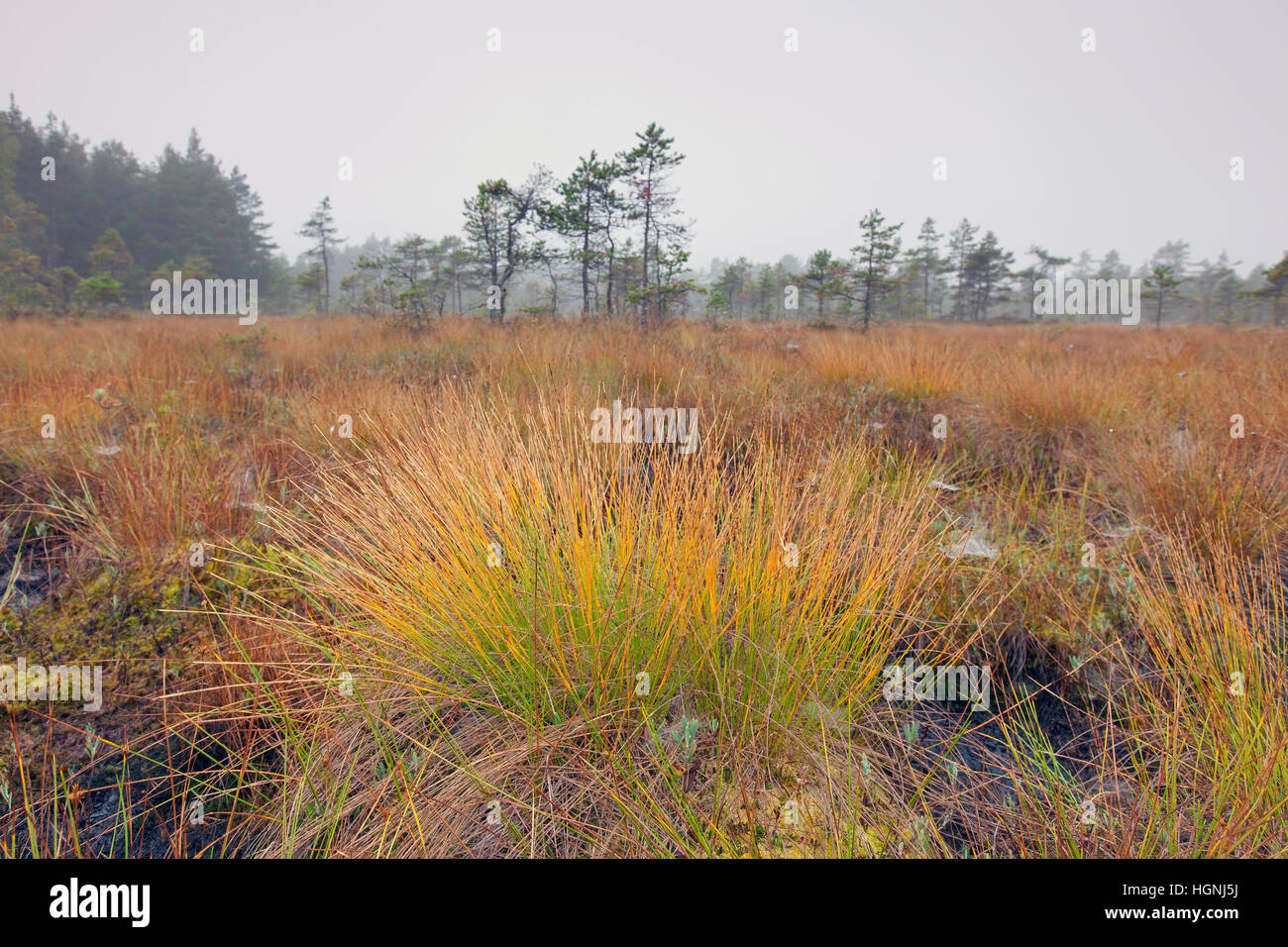 Rush (Juncus sp.) in moorland of the Knuthöjdsmossen / Knuthoejdsmossen ...