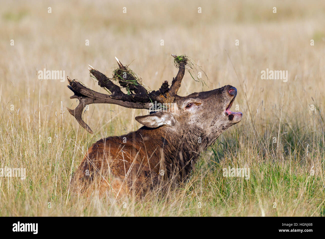 Bellowing hi-res stock photography and images - Alamy