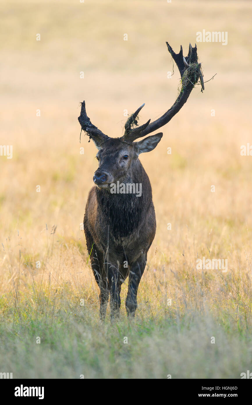 Red deer (Cervus elaphus) stag with broken antler caused by fierce ...