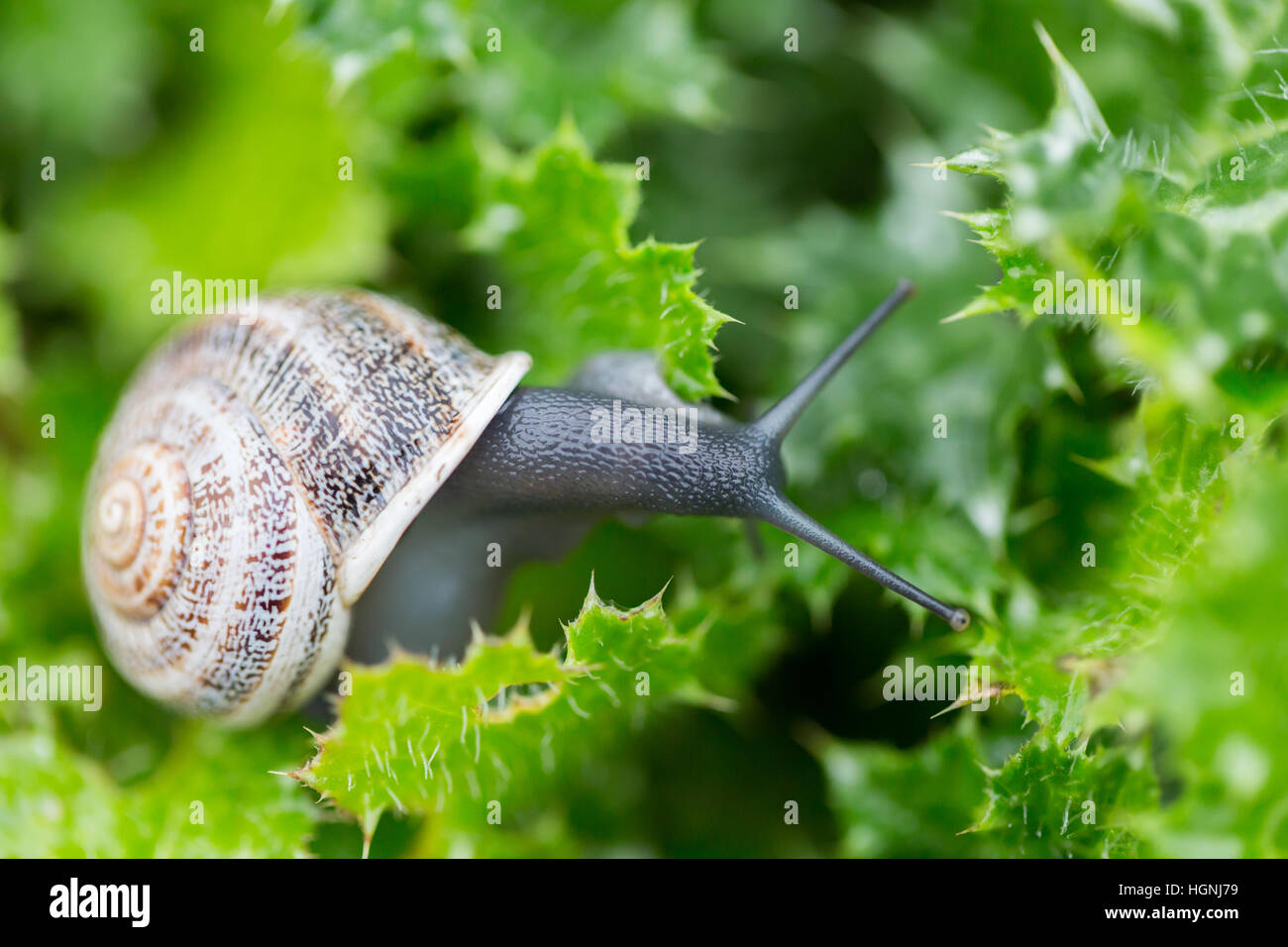 Garden Snail - Helix aspersa Stock Photo - Alamy