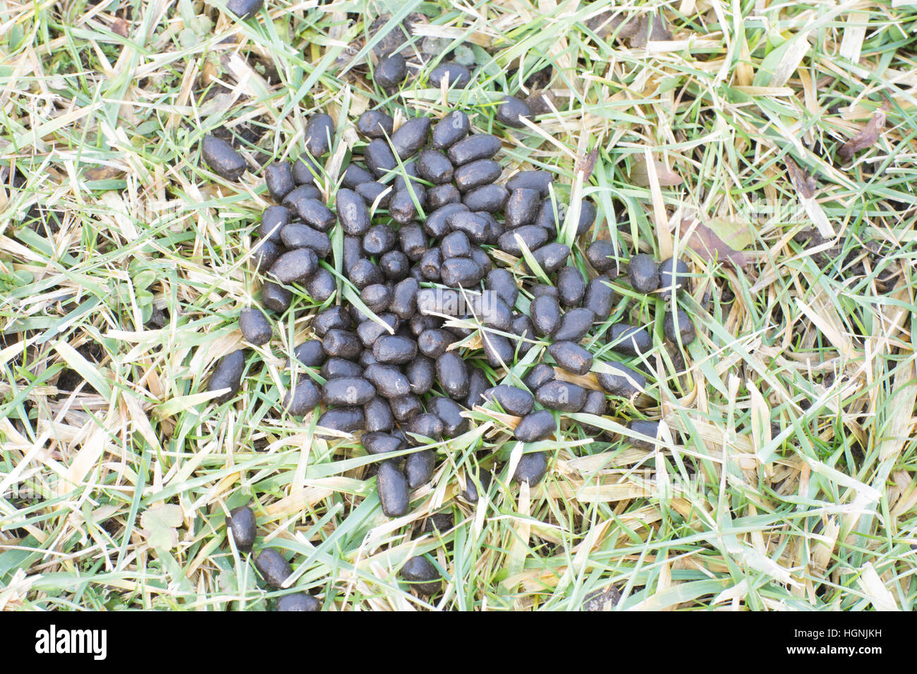 Whitetail Deer Droppings left in the grass by deer Stock Photo - Alamy