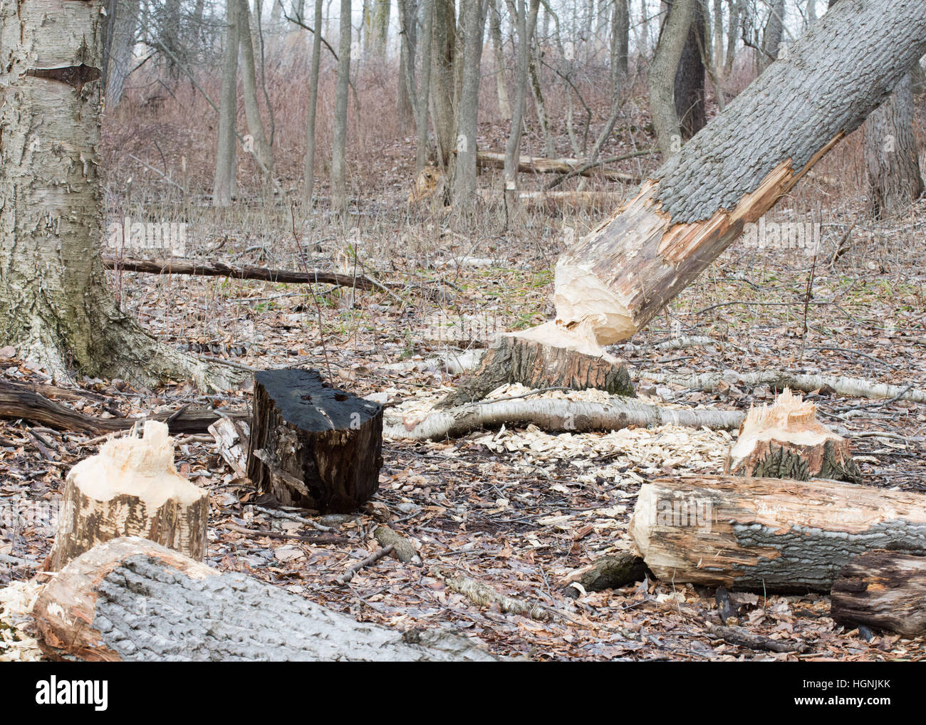 Cause Tree Damage High Resolution Stock Photography and Images - Alamy
