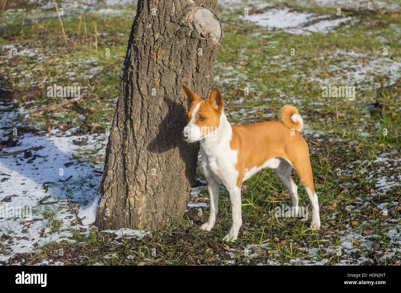 Outdoor portrait of cute basenji dog standing near tree in park Stock ...