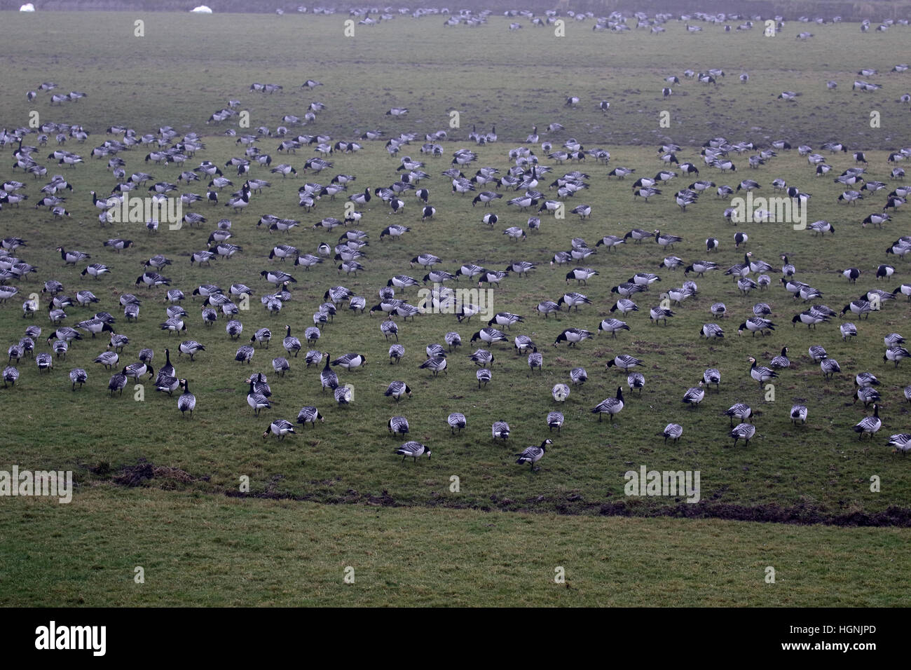 Barnacle goose, Branta leucopsis, Group of geese, Netherlands, January ...